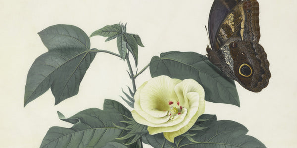 Georg Dionysius Ehret